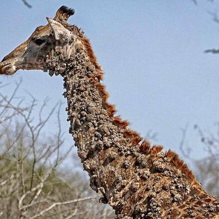 Photographer Left Speechless After Finding This Giraffe And The Truth ...