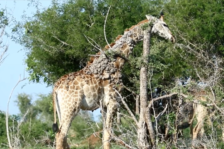 Photographer Left Speechless After Finding This Giraffe And The Truth ...