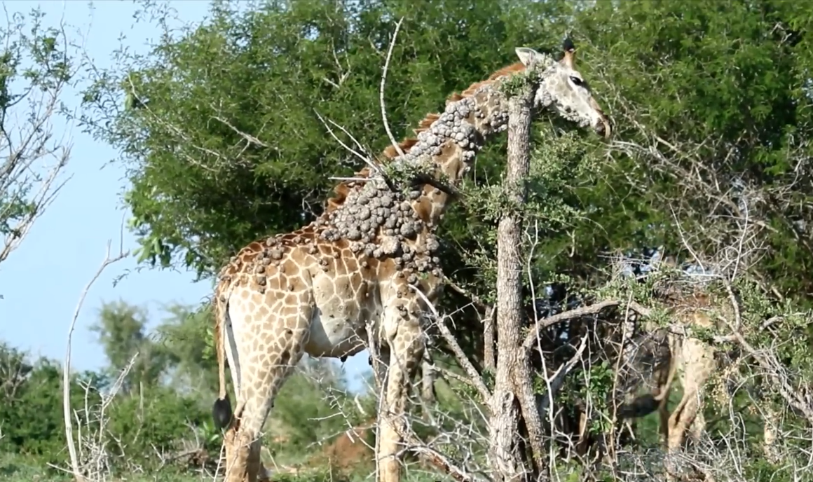 Photographer Left Speechless After Finding This Giraffe And The Truth ...