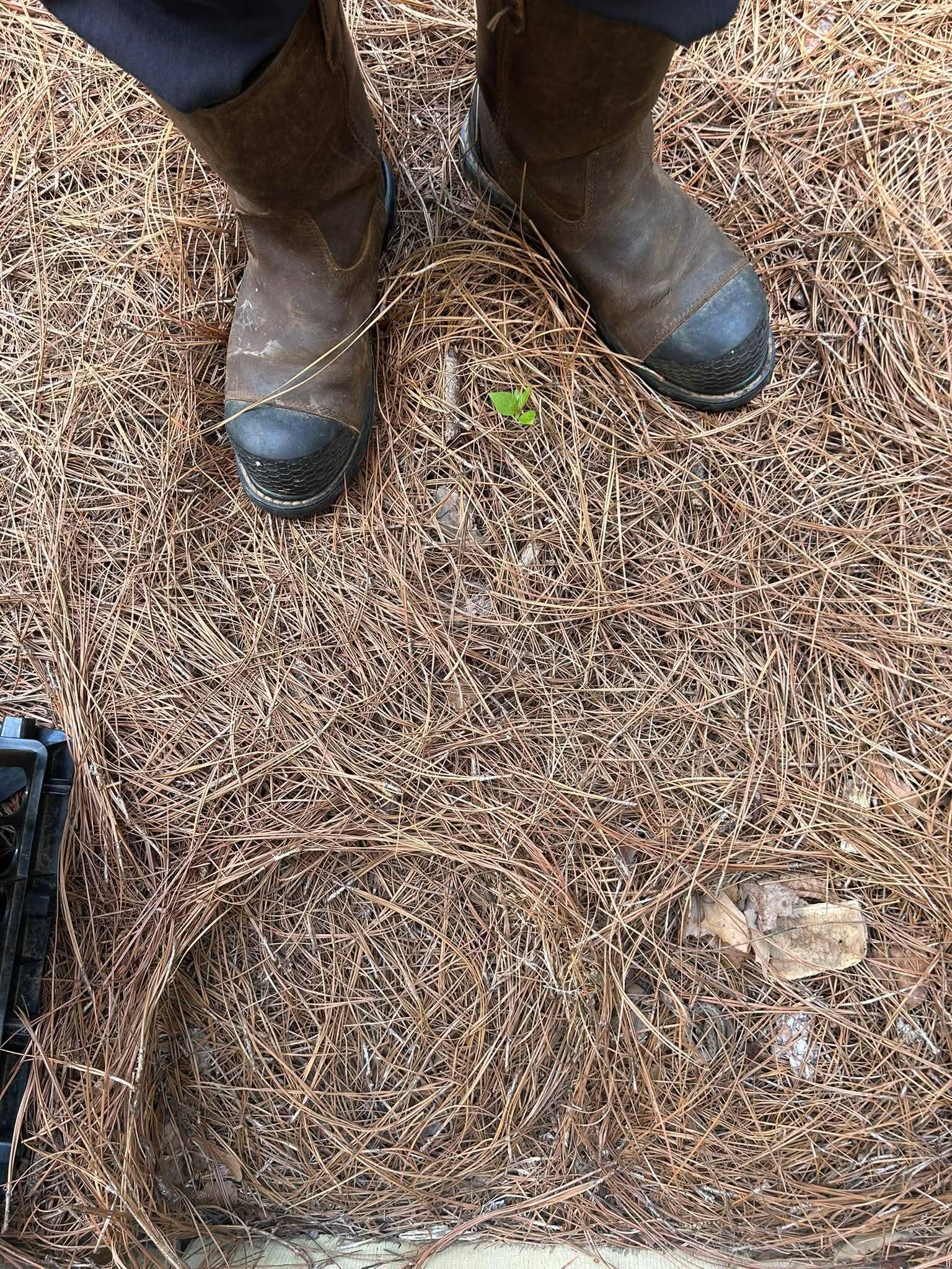 Only People With Sniper Vision Can Spot The Hidden Snake In This Photo ...