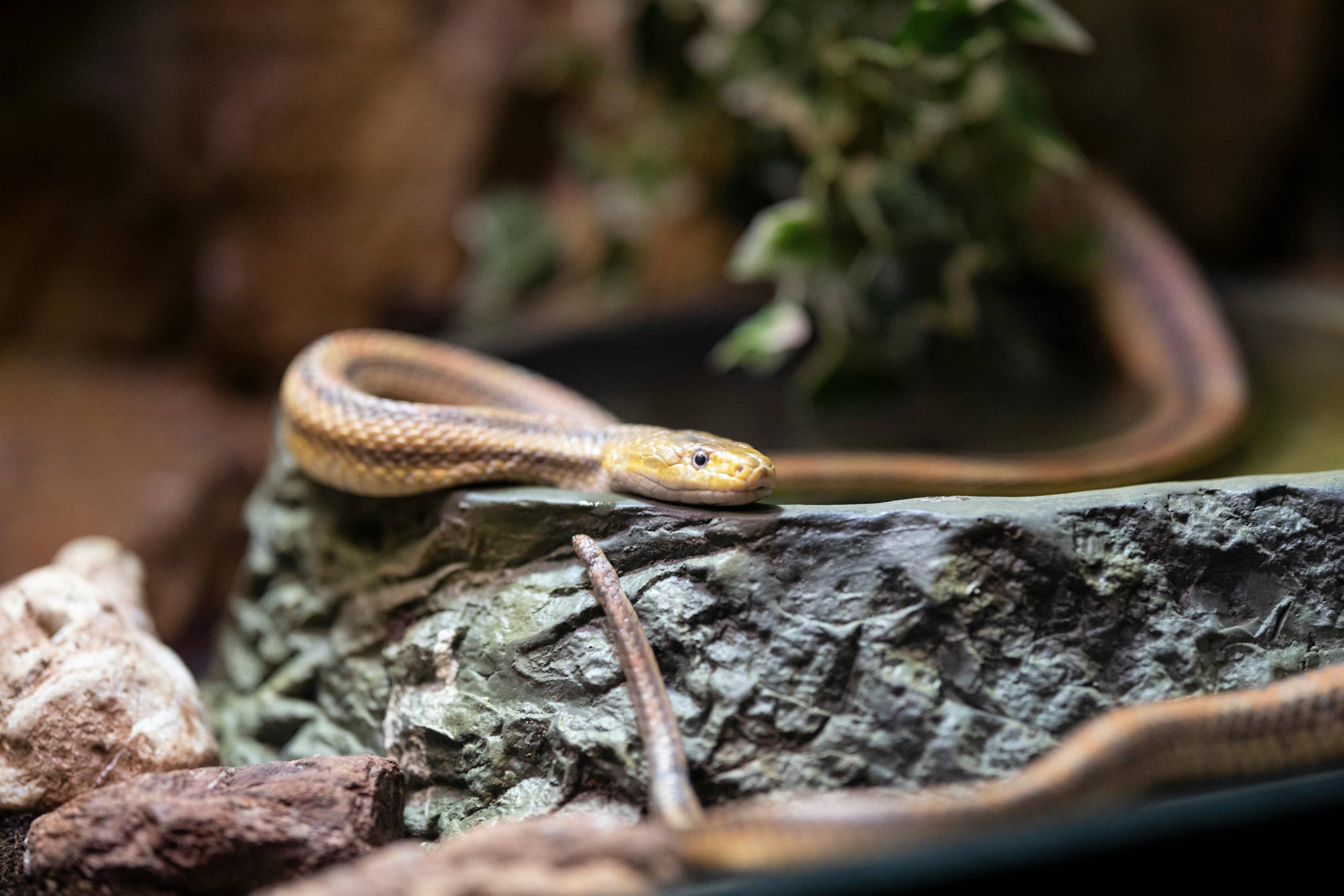 Only People With Sniper Vision Can Spot The Hidden Snake In This Photo ...