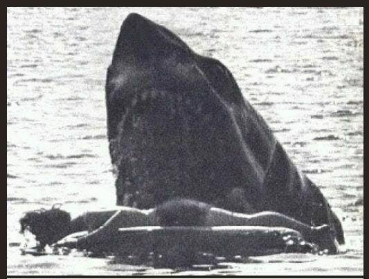 Truth Behind This Deleted Scene From 'Jaws' Turns Heads - Opposing Views