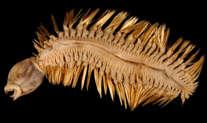 Alien' Creature Stuns Internet When They Realize What It Really Is ...