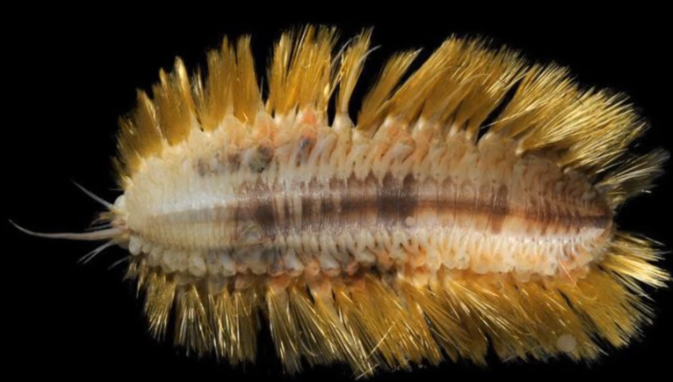 Alien' Creature Stuns Internet When They Realize What It Really Is ...