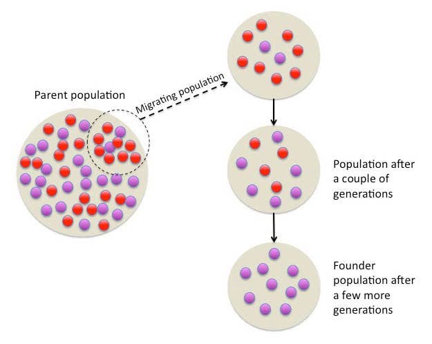 Bottleneck Effect vs Founder Effect: Key Differences Explained ...