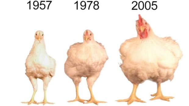 Ross 308 Chicken - Opposing Views