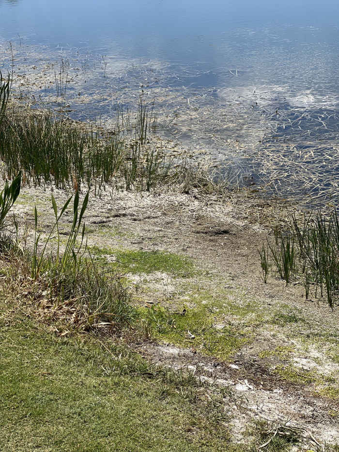 Only People With Sniper Vision Can Spot The 'Hidden' Alligator In This ...