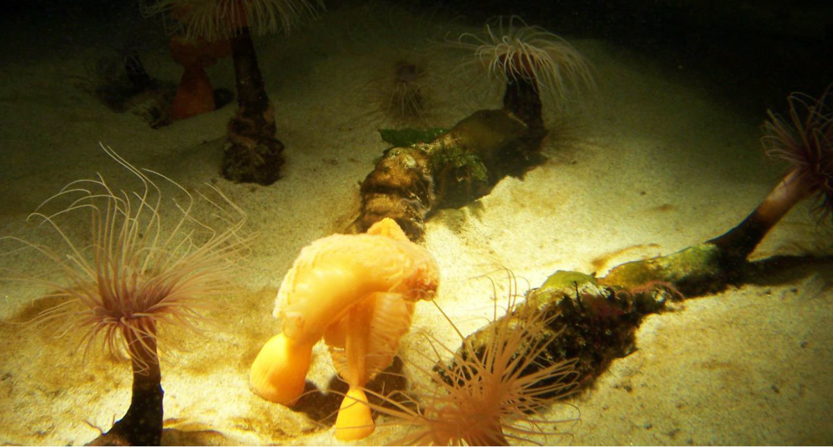 Scientists Discover Bizarre Faceless Fish (Photo) - Opposing Views