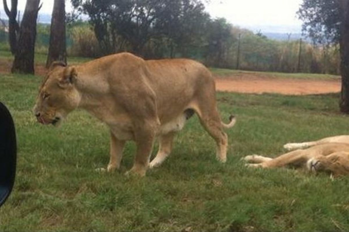 Australian Man Lives To Tell Of Horrific Lion Attack During Safari ...