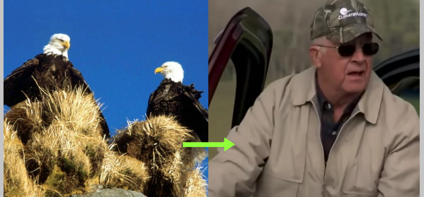 13 Bald Eagles Discovered Dead In Field, Authorities Investigate ...