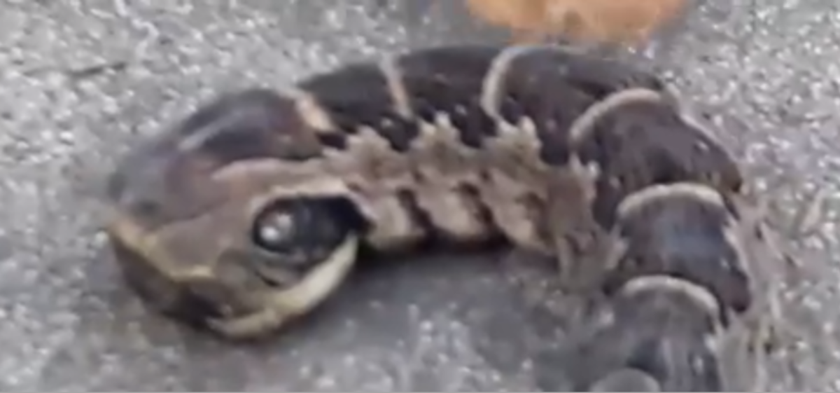 Woman Screams When She Spots 'Two-Headed Snake' In Back Garden, Stunned ...