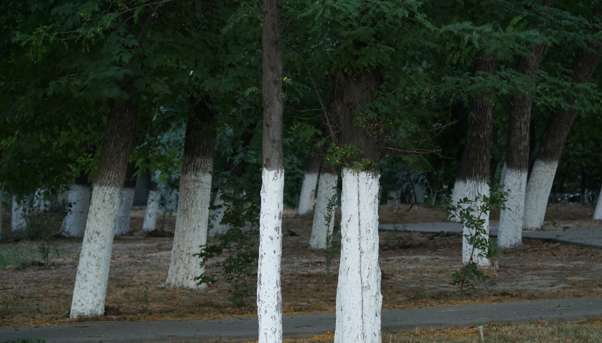 If You Spot A Tree Painted White, Here's What It Means - Opposing Views