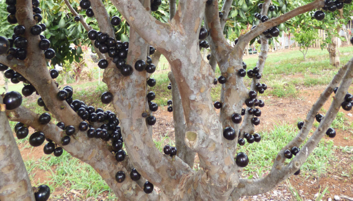 Rare Tree Turns Heads, People Stunned When They Realize What Grows On ...
