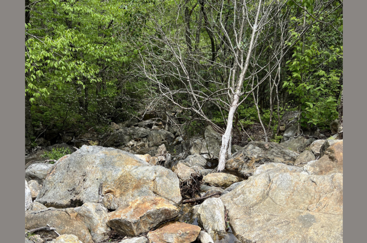 Only People With 'Sniper Vision' Can Spot The Hidden Snake In This ...