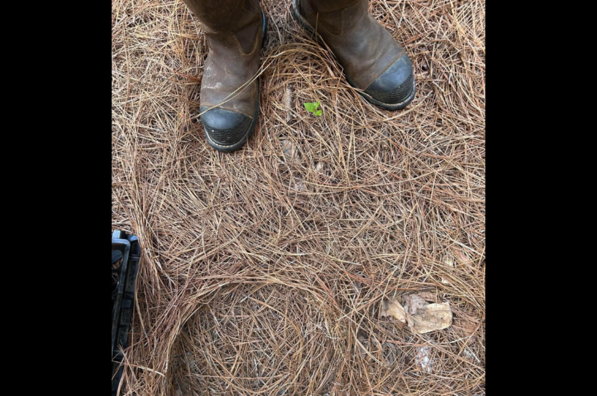 Only People With Sniper Vision Can Spot The Hidden Snake In This Photo ...