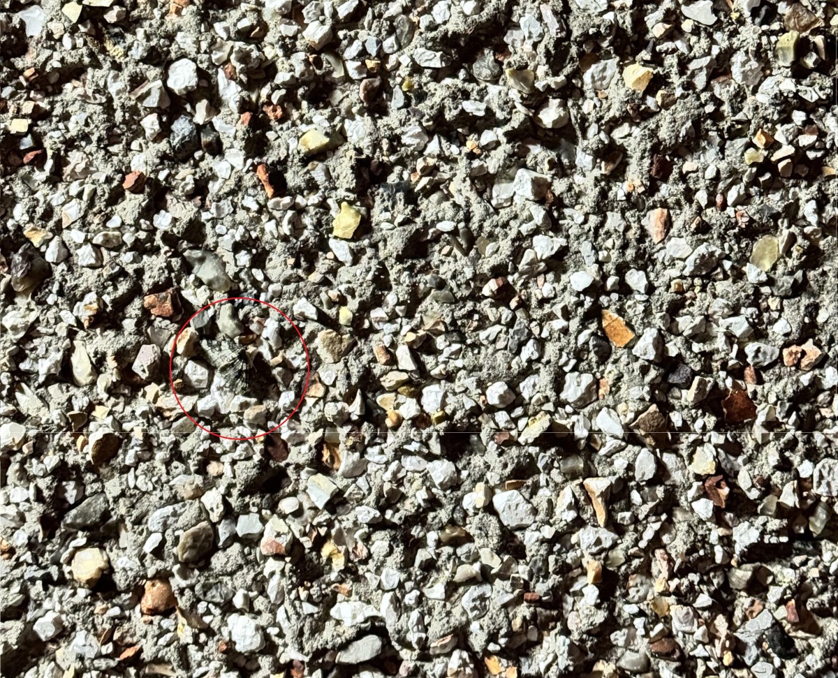 Only People With Eagle Eyes Can Spot The 'Hidden' Moth In This Photo ...