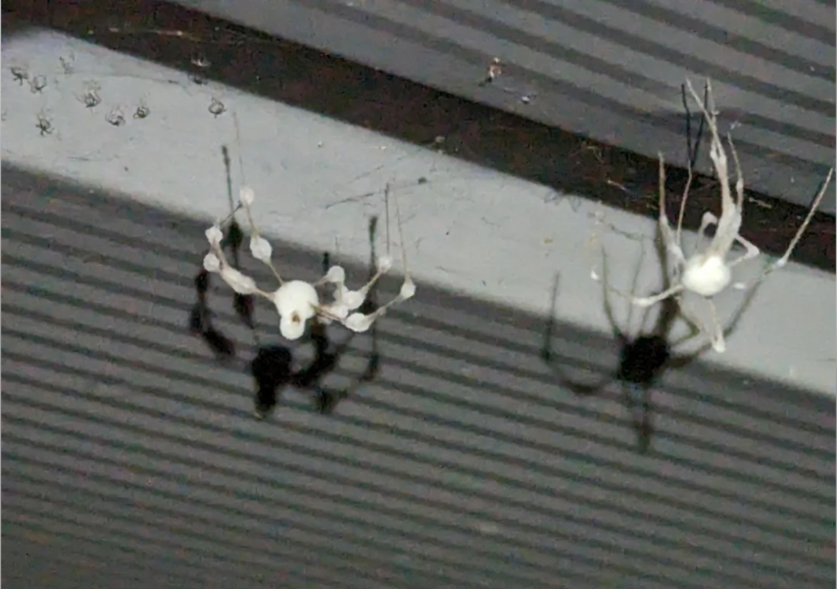 Never Before Seen 'Zombie' Creatures Have Been Spotted In The US ...