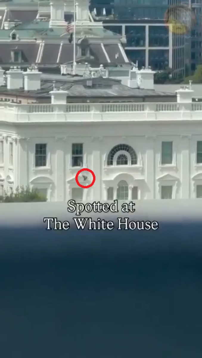 Video Of White House Turns Heads After People Spot Bizarre Detail In ...
