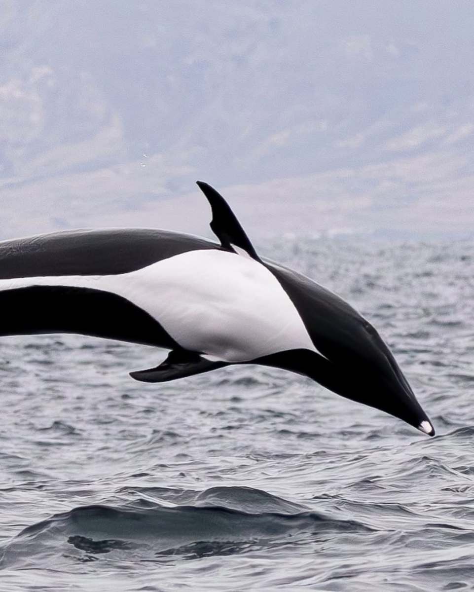 Photographer Turns Heads After Capturing Creature Rarely Ever Seen By Humans - Opposing Views