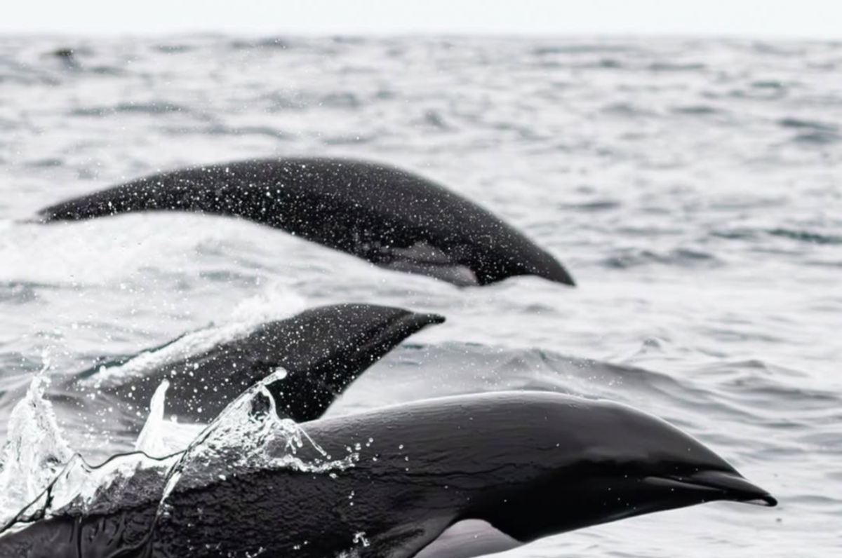 Photographer Turns Heads After Capturing Creature Rarely Ever Seen By ...