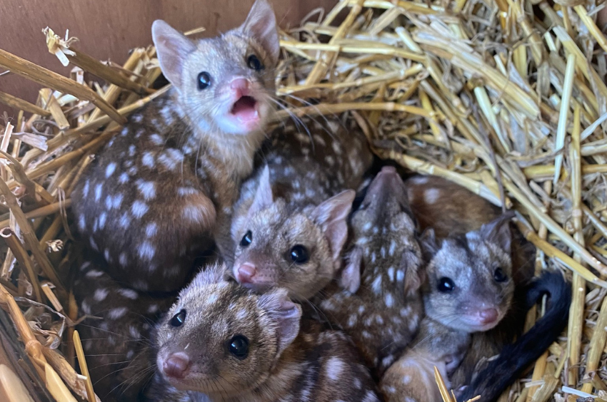 Group Discover Unusually Spotted Creatures, Stunned When They Realize ...